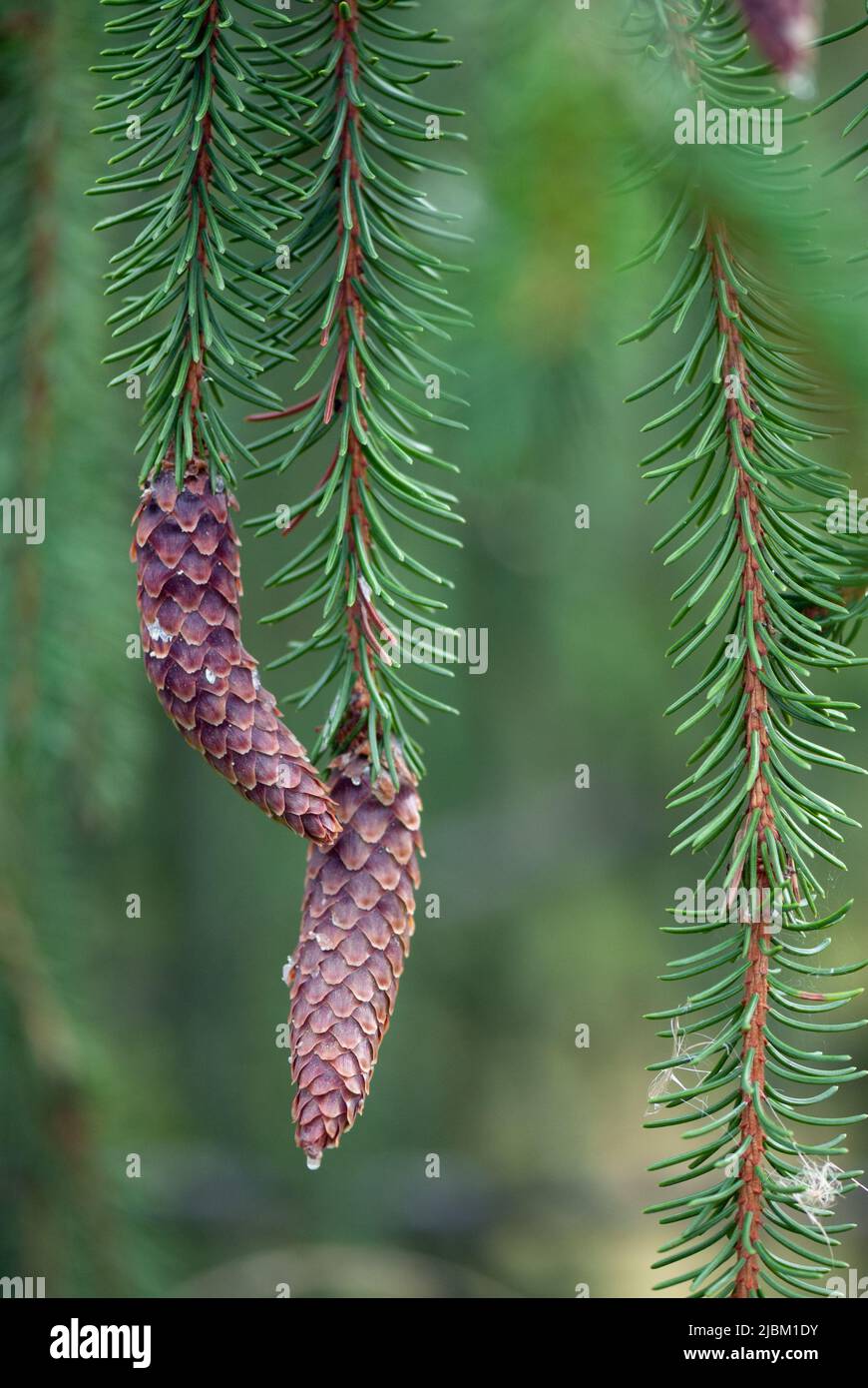 Weinende fichte -Fotos und -Bildmaterial in hoher Auflösung – Alamy
