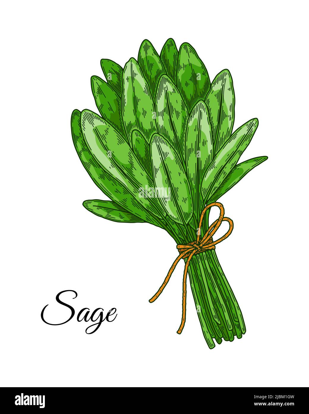 Salbei salvia officinalis Stock-Vektorgrafiken kaufen - Alamy