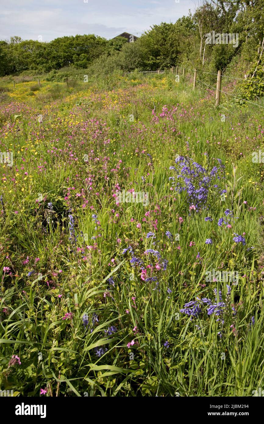 Das Bursdon Moor Nature Reserve hat den Status SSSI und ist eines der ...