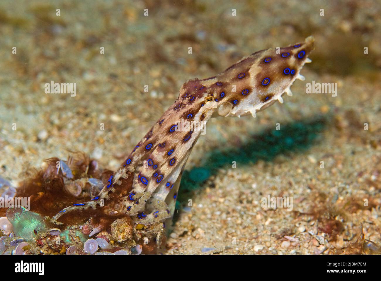 Hapalochlaena lunulata giftiger blau beringter oktopus Stockfotos und ...