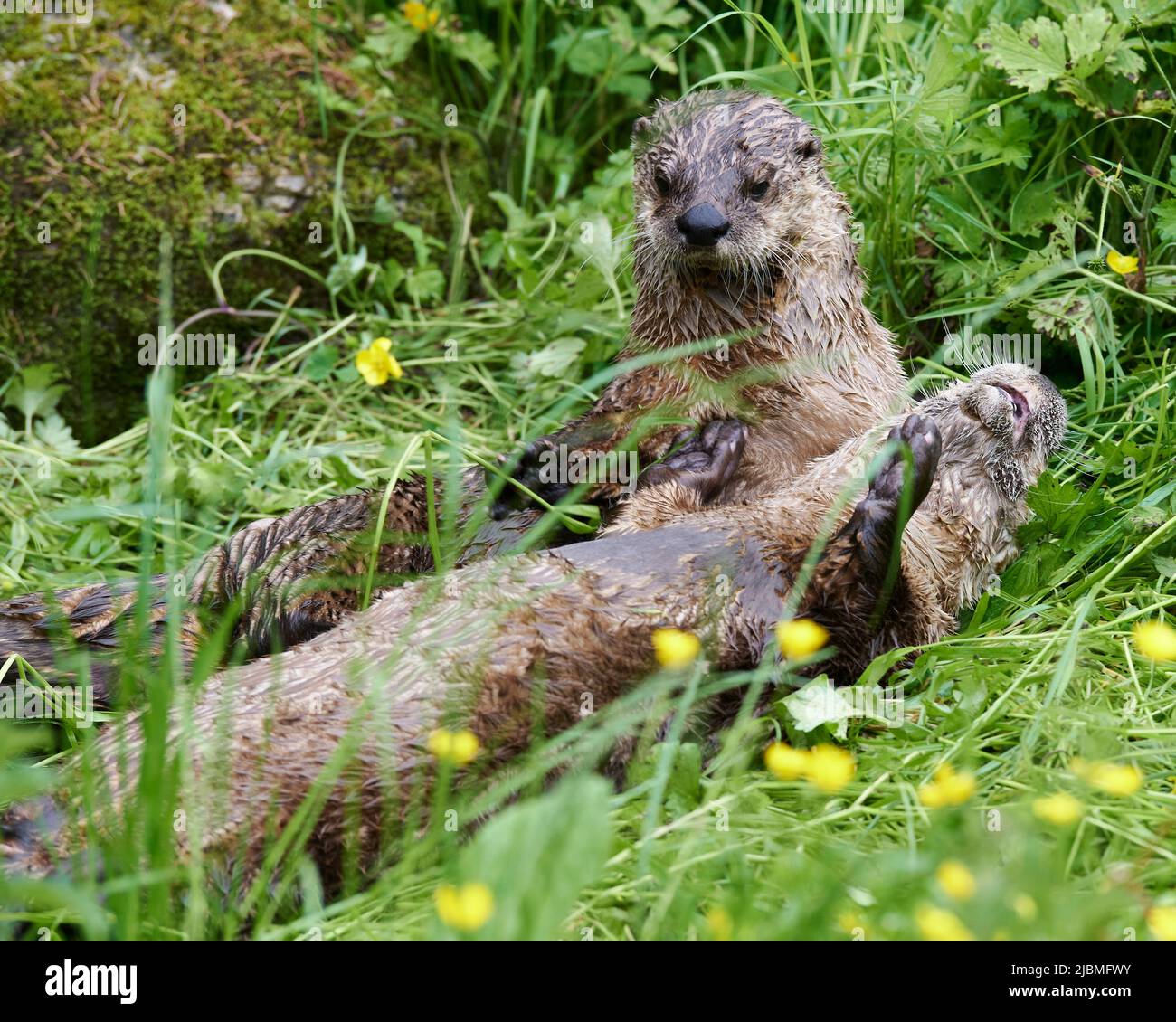 Otter in freier wildbahn -Fotos und -Bildmaterial in hoher Auflösung – Alamy