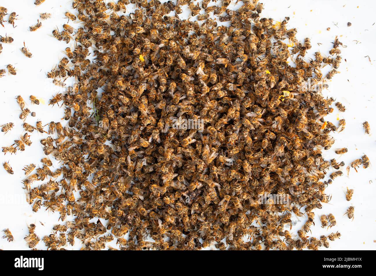 Tote Bienen, toter Schwarm, der nicht überwintern konnte. Auswirkungen ...