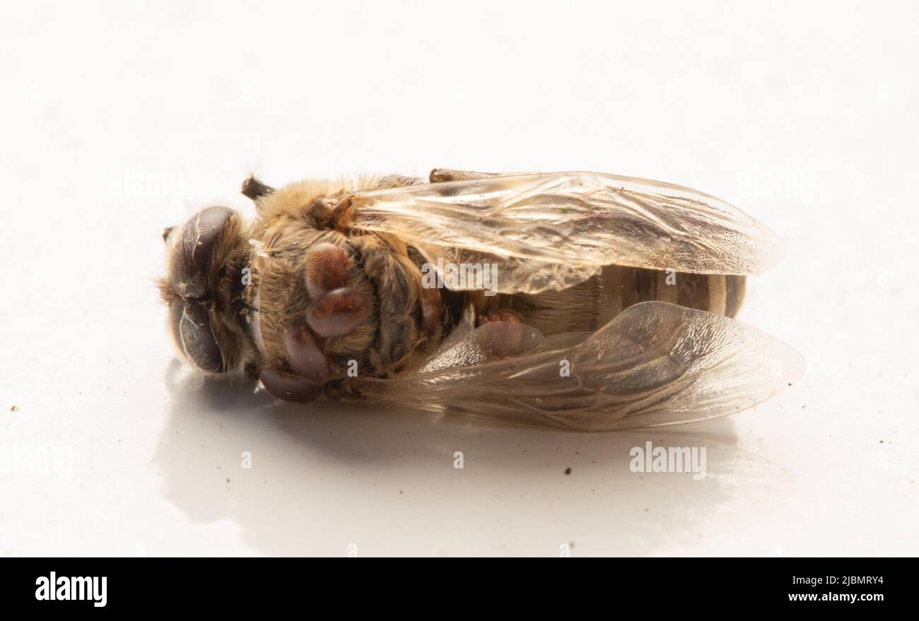 Tote Biene mit Varroa-Milbe auf weißem Hintergrund infiziert ...