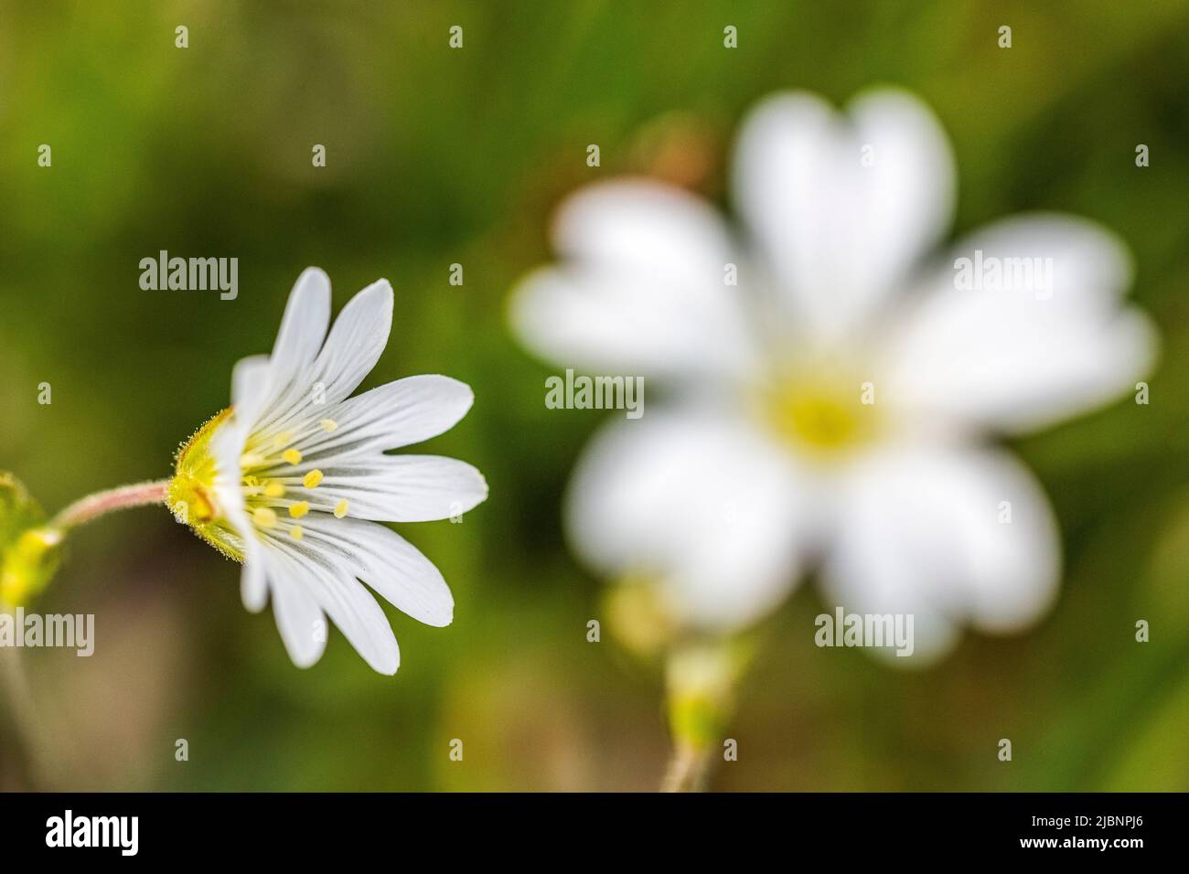 Cerastium arvense ist eine Art blühender Pflanze in der rosa Familie ...