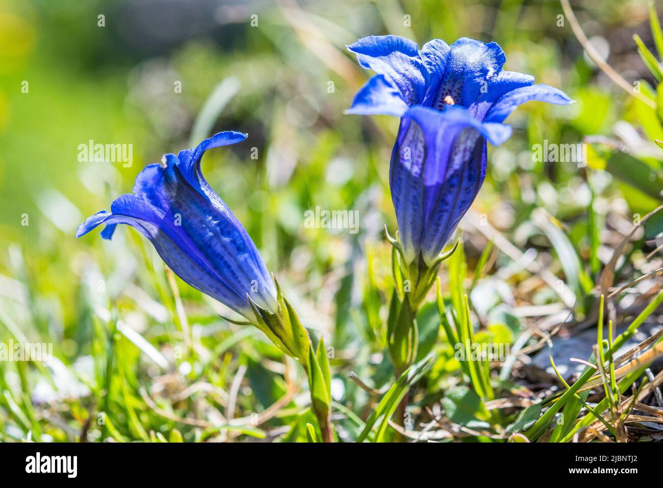Gentiana clusii, allgemein bekannt als Blume der süßen Dame oder ...