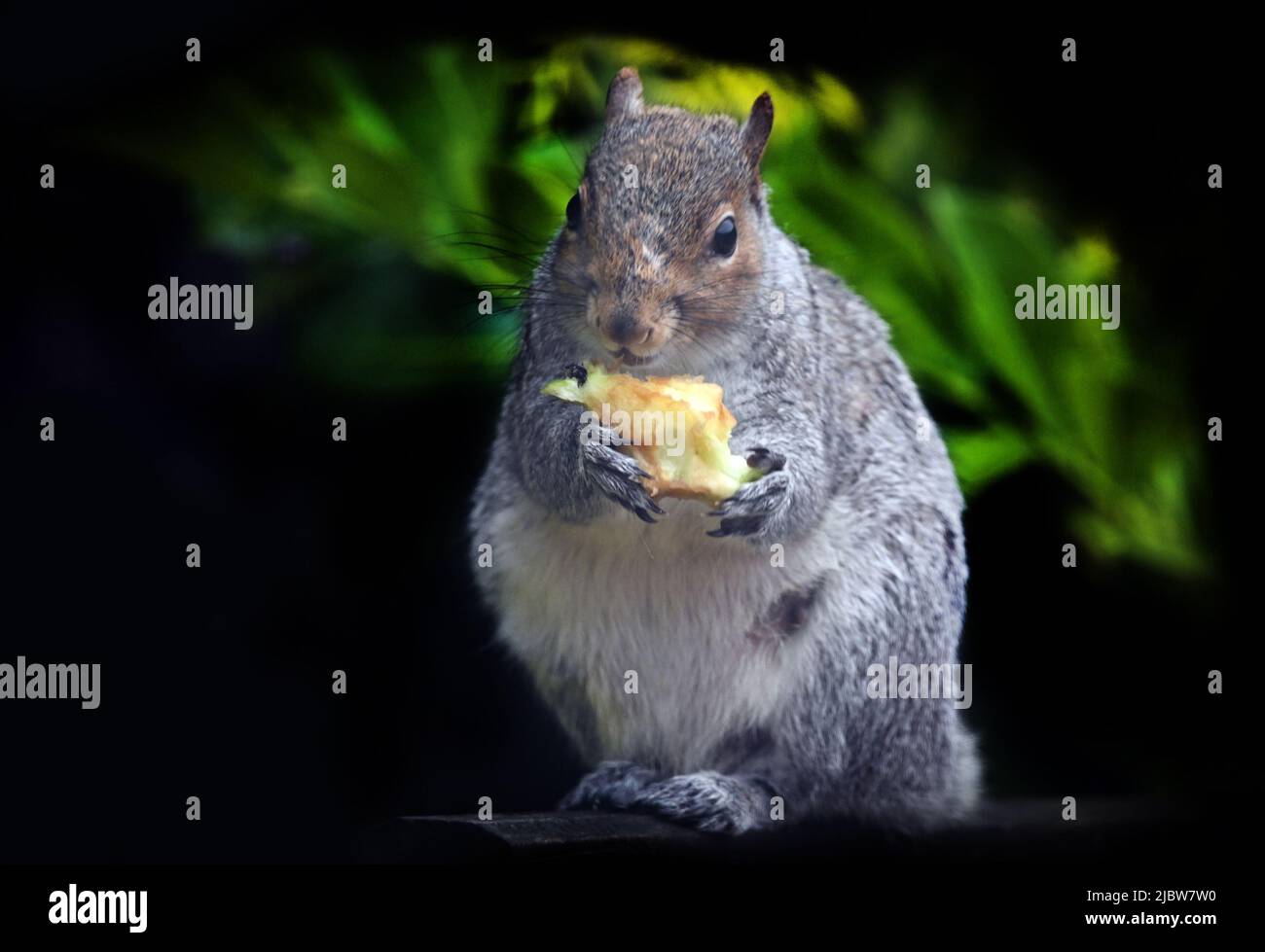Der apfelkern -Fotos und -Bildmaterial in hoher Auflösung – Alamy