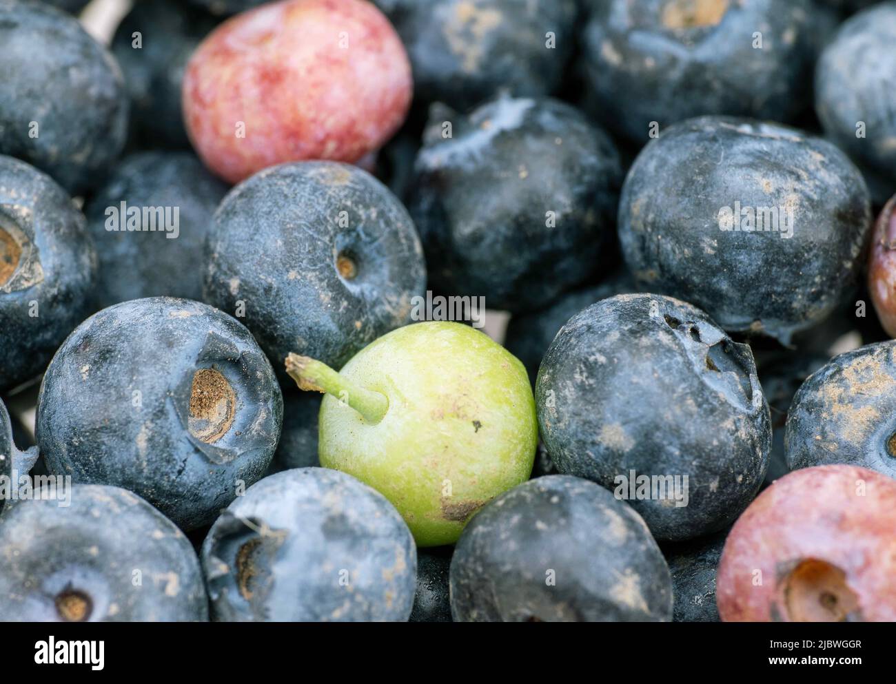 Organische säuren -Fotos und -Bildmaterial in hoher Auflösung - Seite 6 ...
