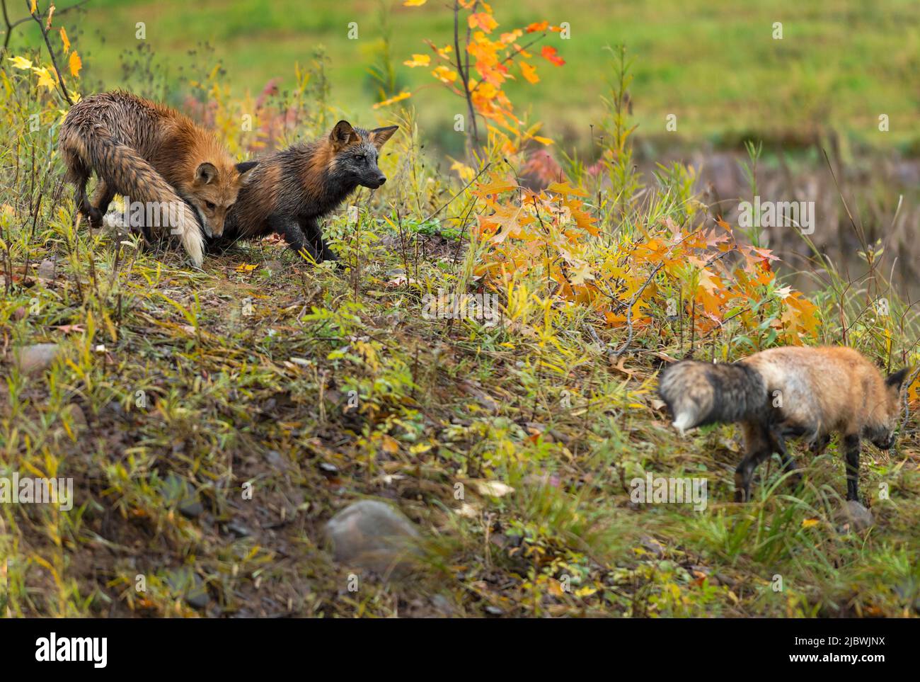 Rotfuchs (Vulpes vulpes) und Kreuzfuchs beobachten Amber Phase Walk im ...
