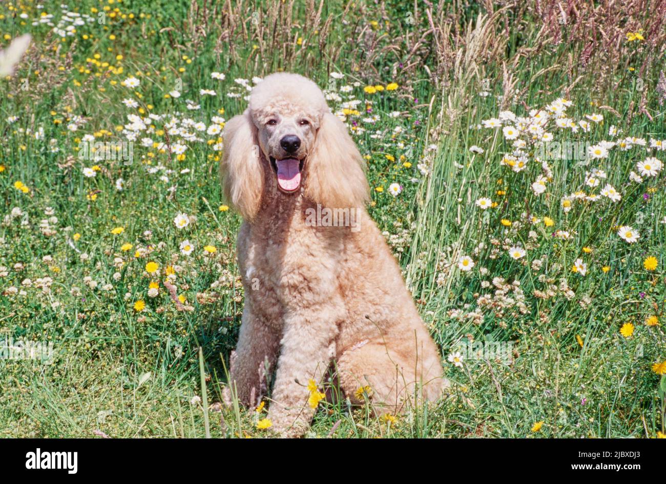 Weißer pudel sitzend -Fotos und -Bildmaterial in hoher Auflösung – Alamy