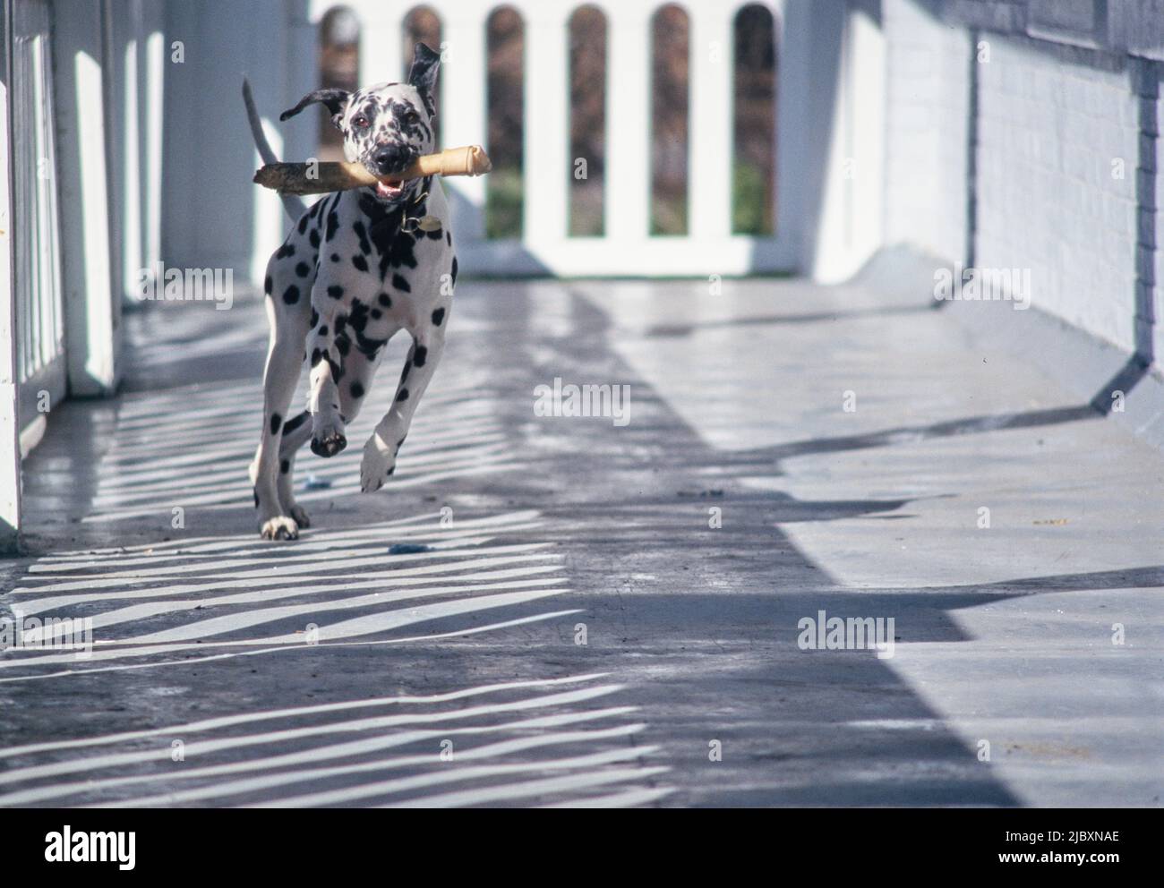 Hund mit knochen im mund -Fotos und -Bildmaterial in hoher Auflösung ...