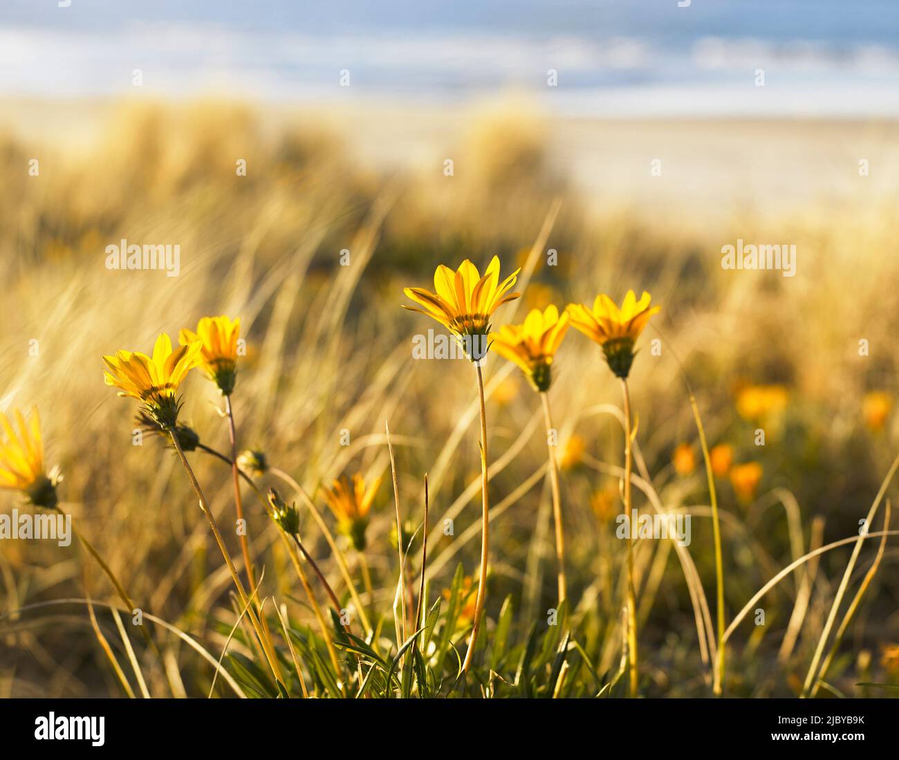 Blumen am strand wachsen -Fotos und -Bildmaterial in hoher Auflösung ...
