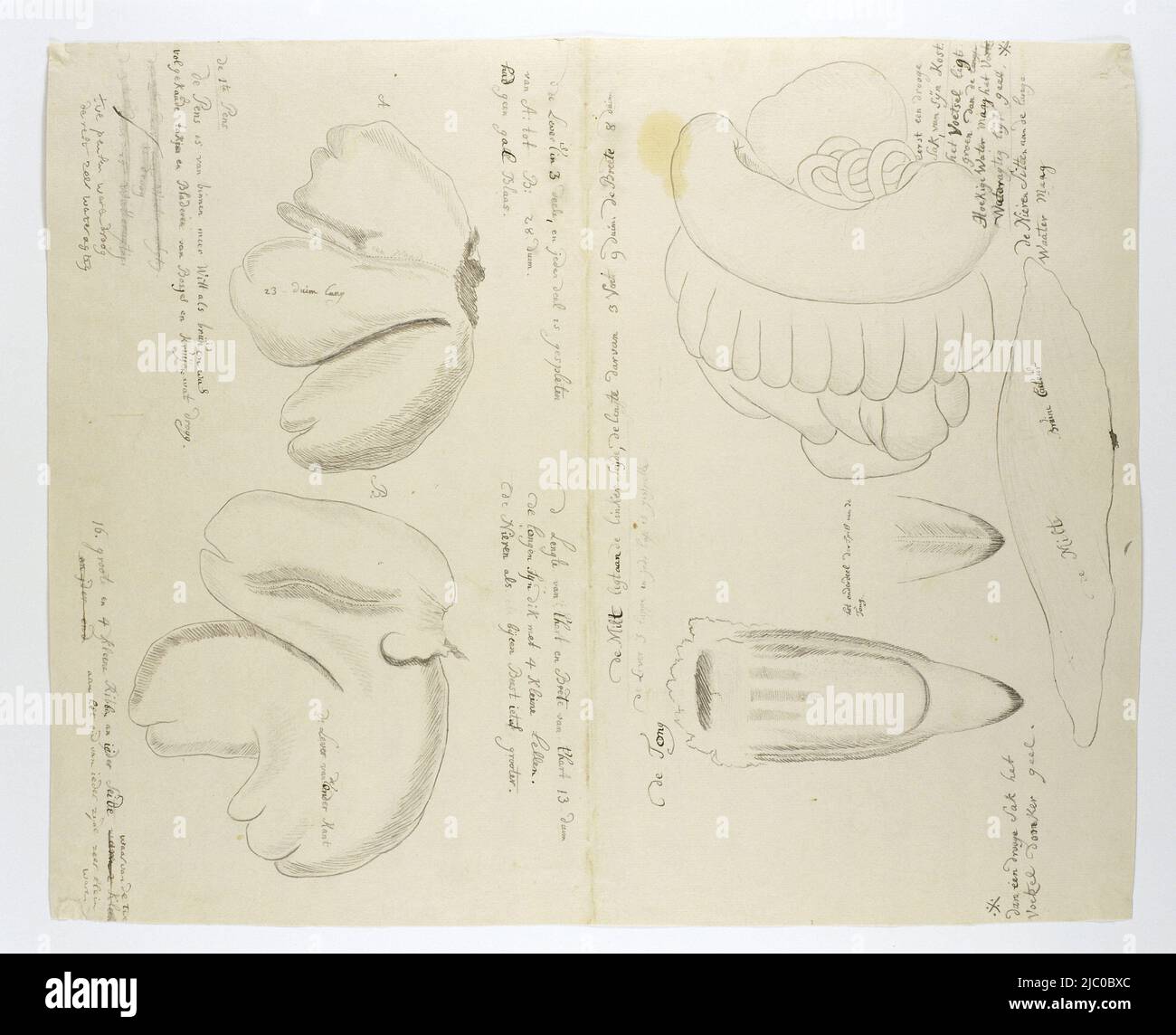 Ersten beiden organe -Fotos und -Bildmaterial in hoher Auflösung – Alamy