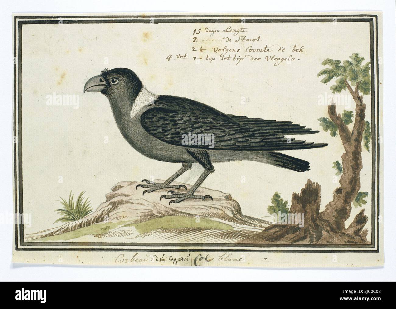 Corvuls albicollis -Fotos und -Bildmaterial in hoher Auflösung – Alamy