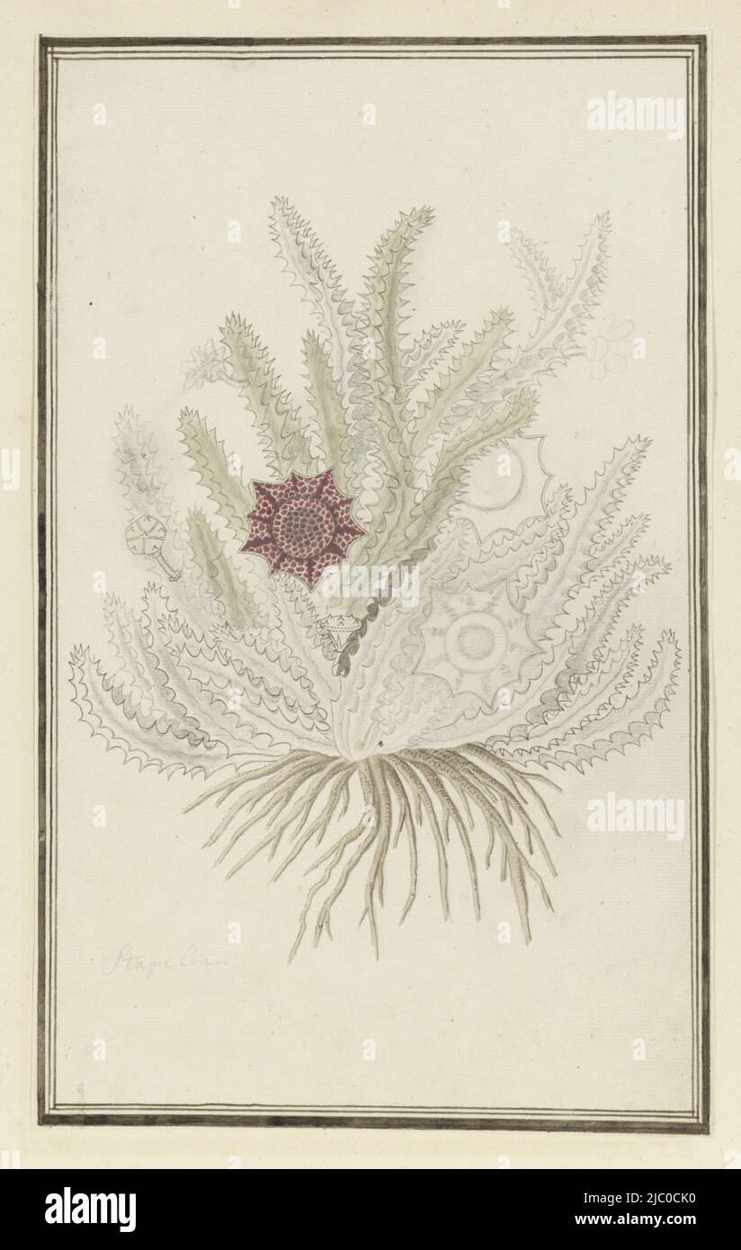Stapelia guttata -Fotos und -Bildmaterial in hoher Auflösung – Alamy