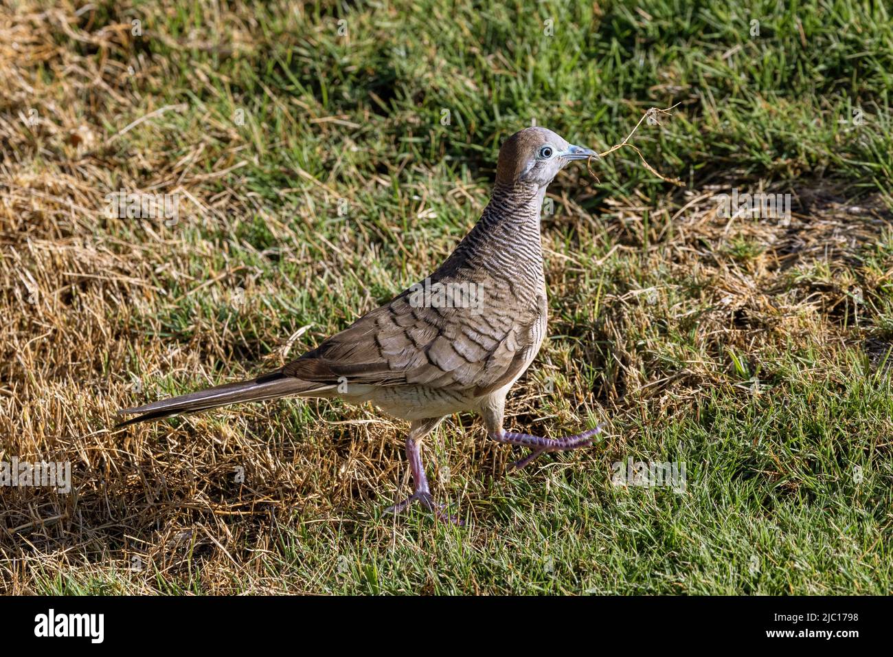 Pazifische taube -Fotos und -Bildmaterial in hoher Auflösung – Alamy