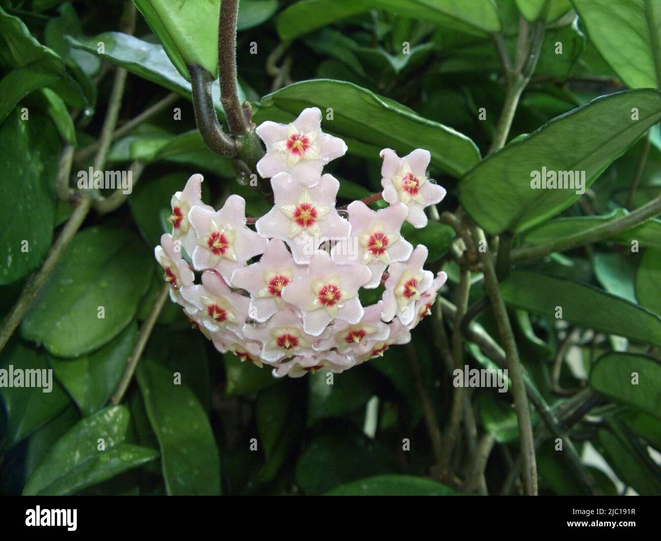 Wachspflanze, Wachsblume, Porzellanblume (Hoya carnosa), Blütenstand ...