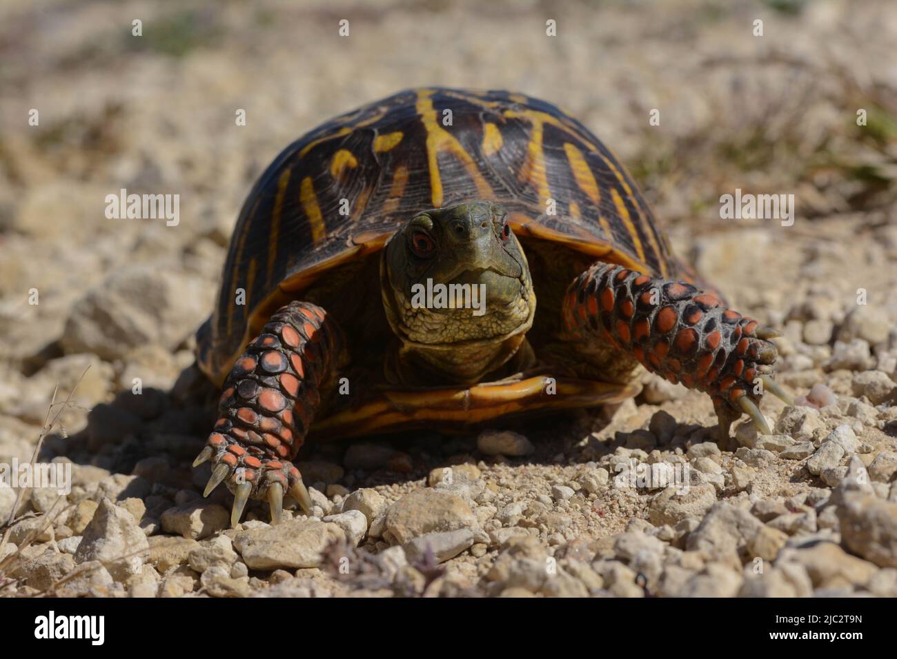 Ornate box turtle -Fotos und -Bildmaterial in hoher Auflösung – Alamy