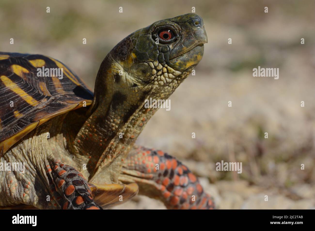 Ornate box turtle -Fotos und -Bildmaterial in hoher Auflösung – Alamy