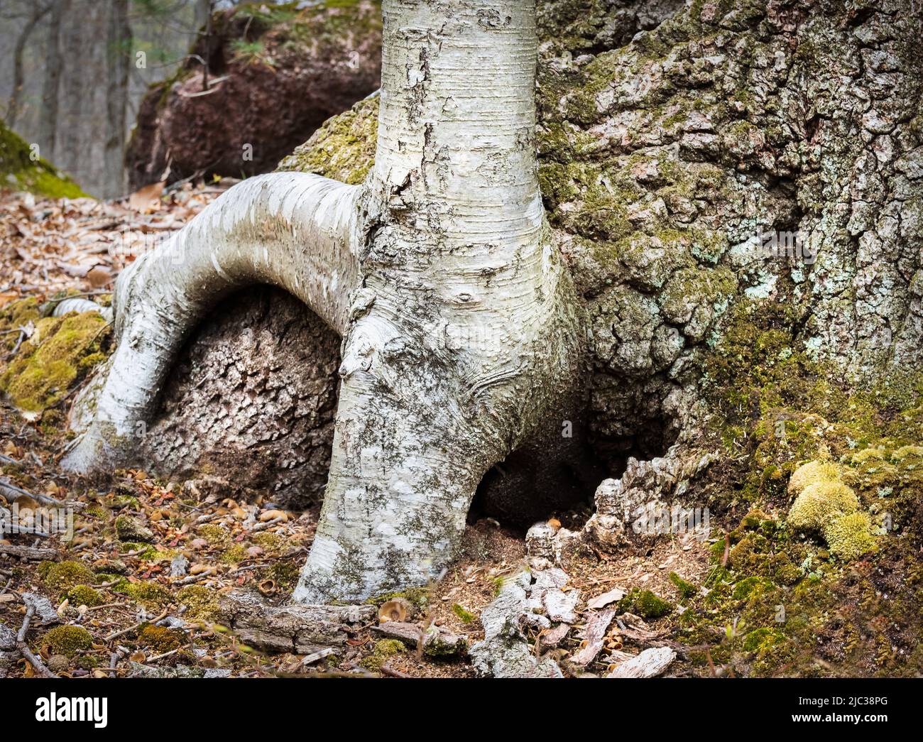 Mahagoni wurzeln -Fotos und -Bildmaterial in hoher Auflösung – Alamy