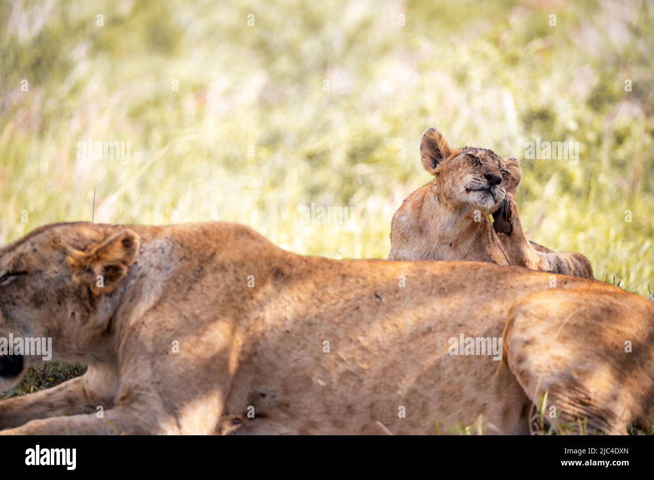 Lion (Panthera leo) Löwin mit ihren Jungen, die im grünen Busch kratzen ...
