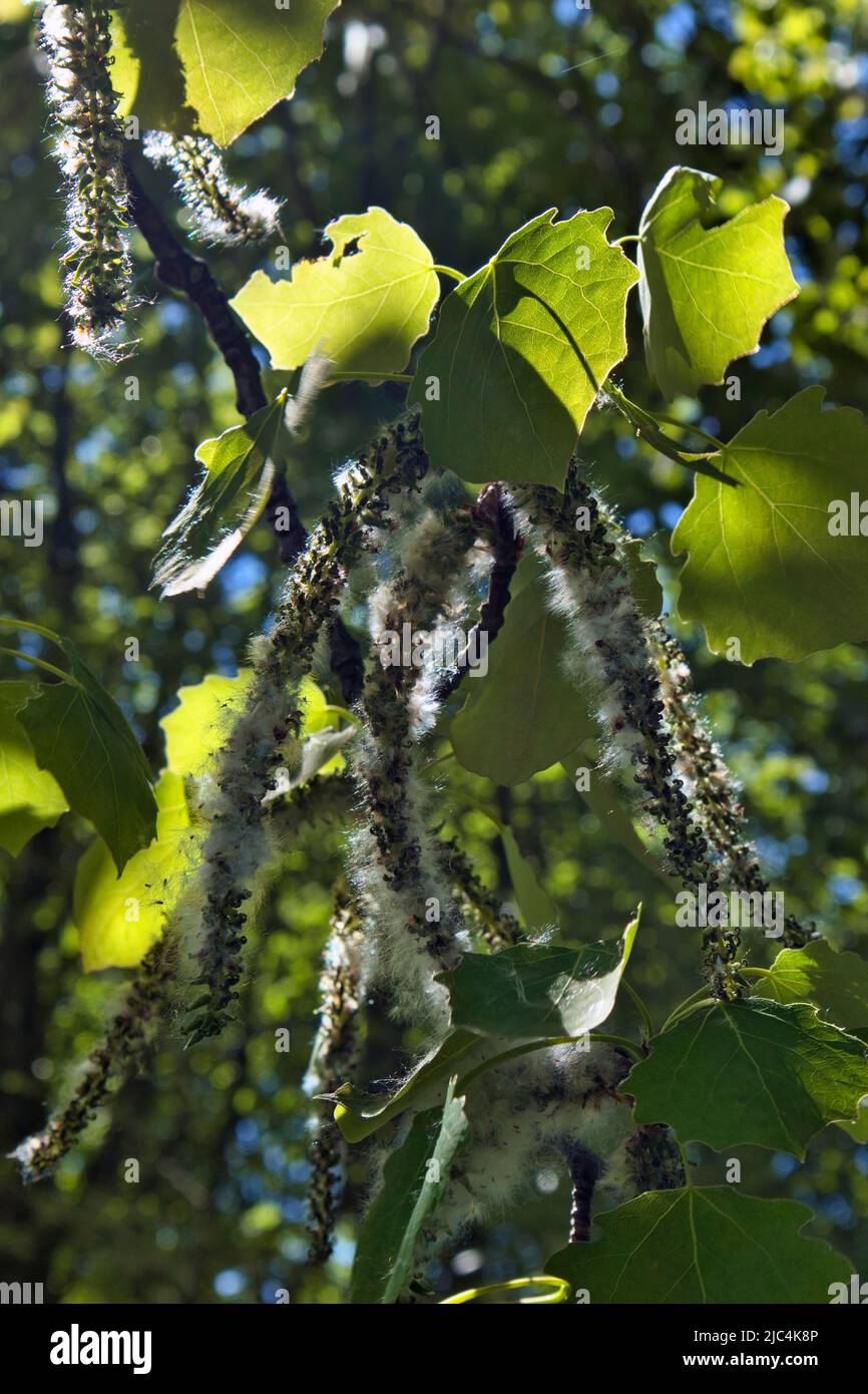 Pappel baum -Fotos und -Bildmaterial in hoher Auflösung – Alamy