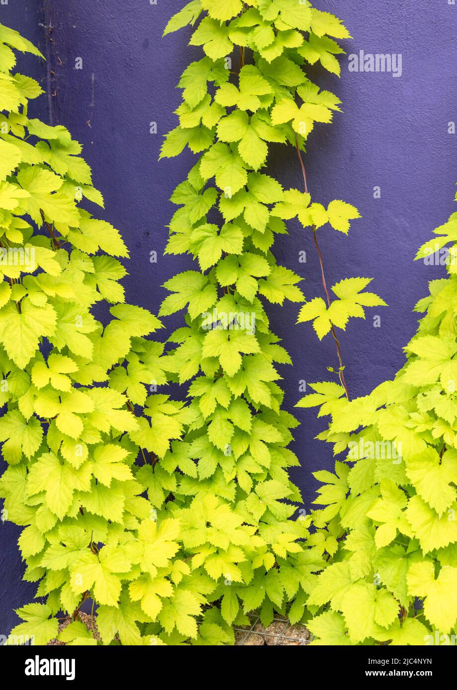 Hops humulus lupulus aureus -Fotos und -Bildmaterial in hoher Auflösung ...