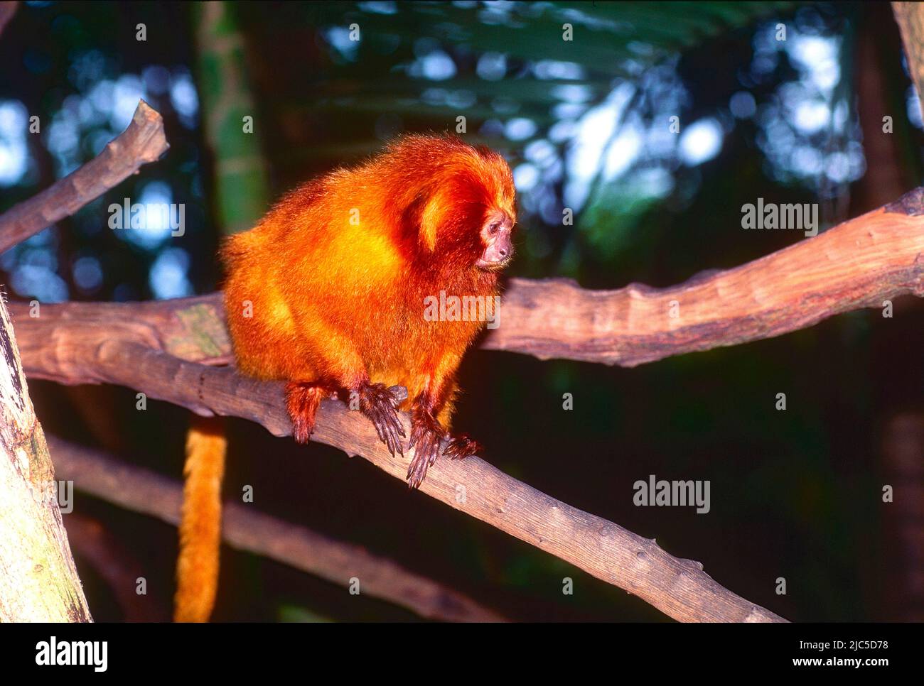 Goldgelbes lowenaffchen -Fotos und -Bildmaterial in hoher Auflösung – Alamy Goldgelbes lowenaffchen -Fotos und -Bildmaterial in hoher Auflösung – Alamy