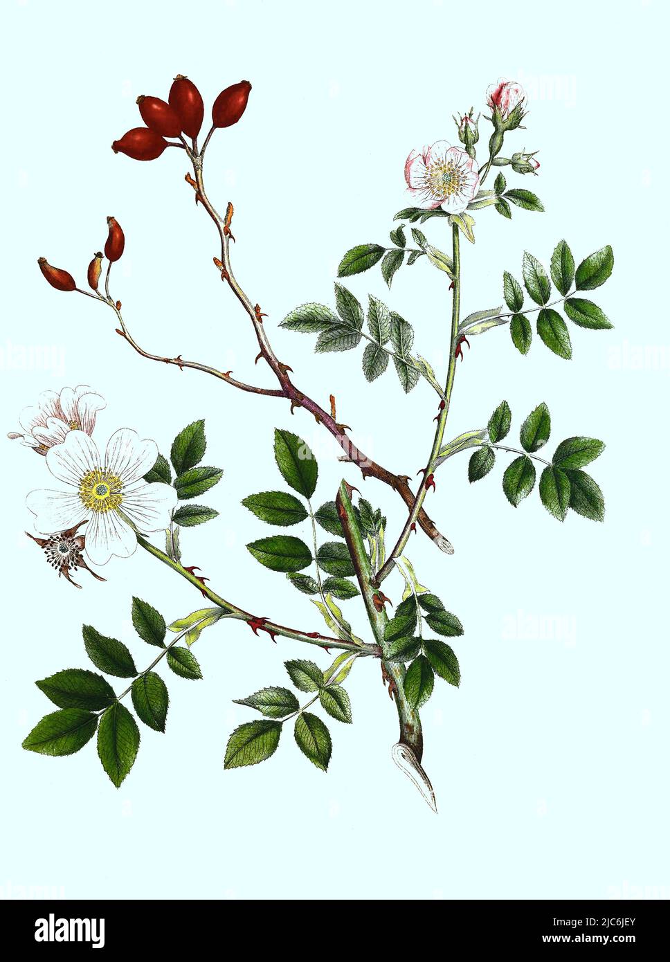 Hundsrose, Rosa canina, auch Hunds-Rose, Heckenrose, Heiderose oder ...