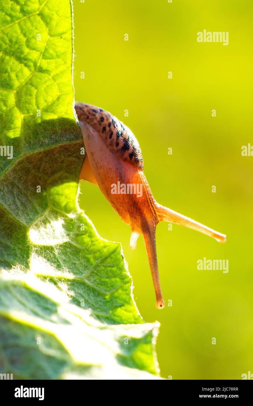 Makroaufnahme einer großen langen Schnecke, Leopardenschnecke LiMax ...