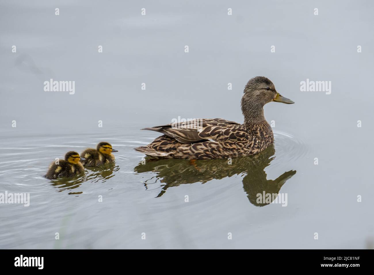 Baby stockente -Fotos und -Bildmaterial in hoher Auflösung – Alamy
