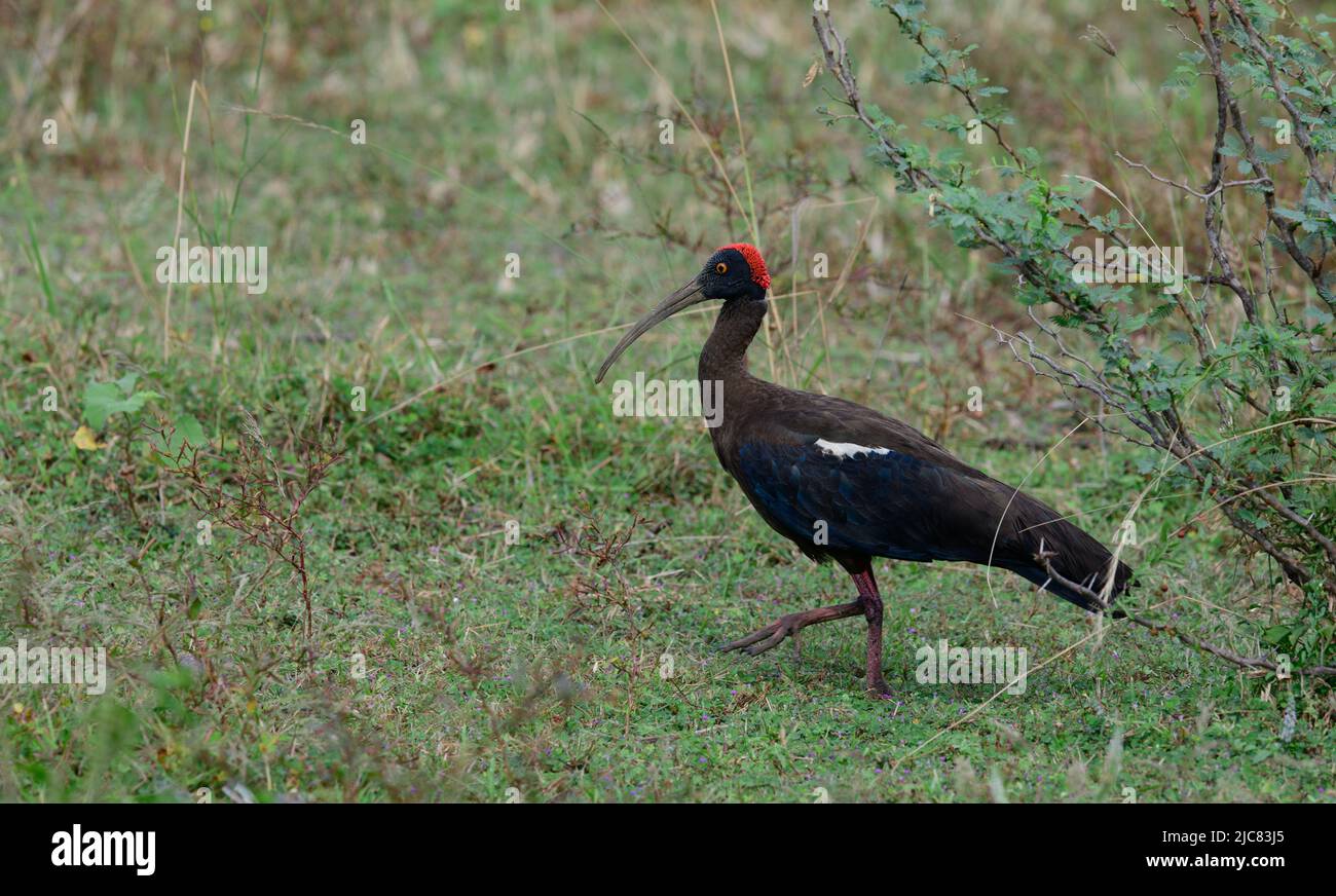 Der rotnapierte Ibis, auch bekannt als der indische schwarze Ibis oder ...