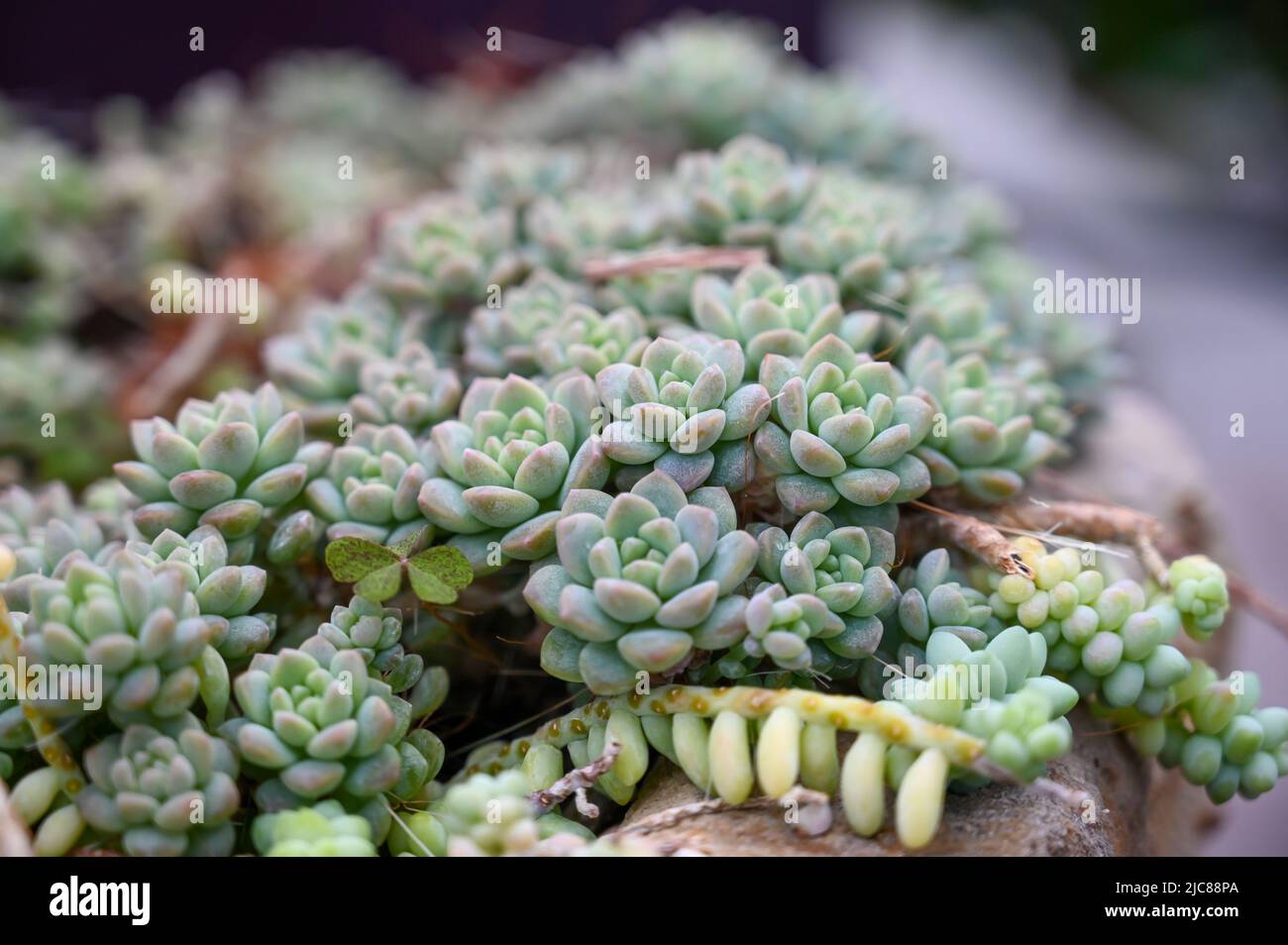 Rosette dickes blatt -Fotos und -Bildmaterial in hoher Auflösung – Alamy