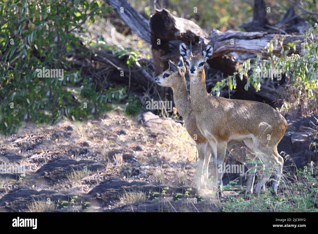 Klippspringer oreotragus oreotragus -Fotos und -Bildmaterial in hoher ...