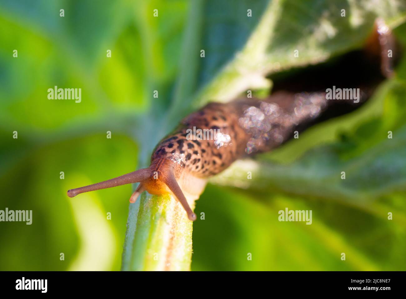 Makroaufnahme einer großen langen Schnecke, Leopardenschnecke LiMax ...