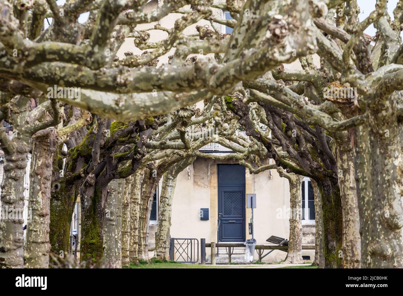 Beschnittene platanen -Fotos und -Bildmaterial in hoher Auflösung – Alamy