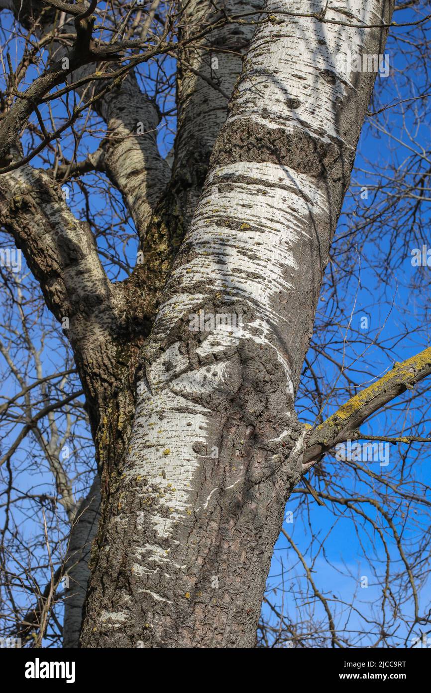 Baumrinde populus alba -Fotos und -Bildmaterial in hoher Auflösung – Alamy
