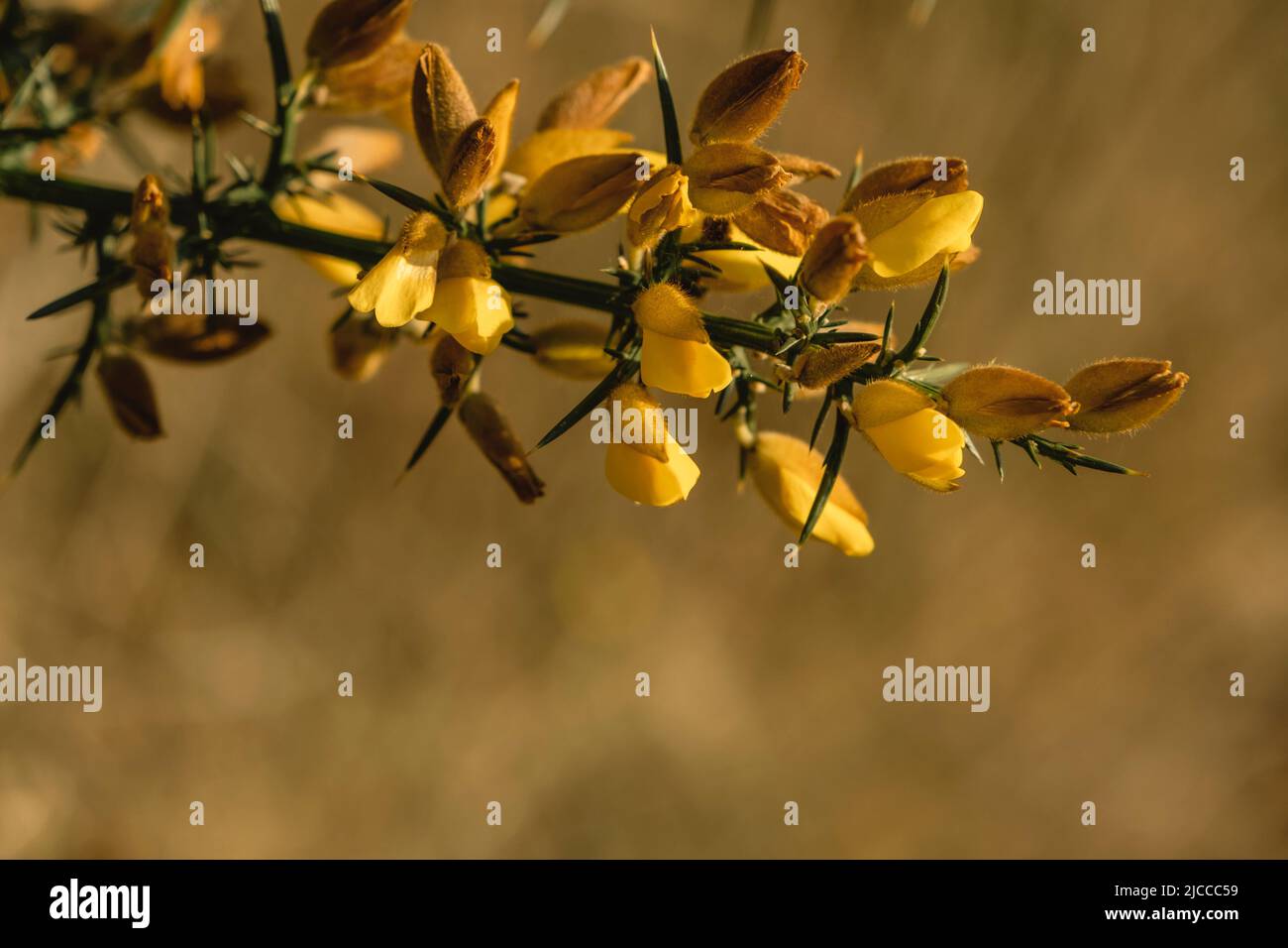 Gorse invasive plant -Fotos und -Bildmaterial in hoher Auflösung – Alamy