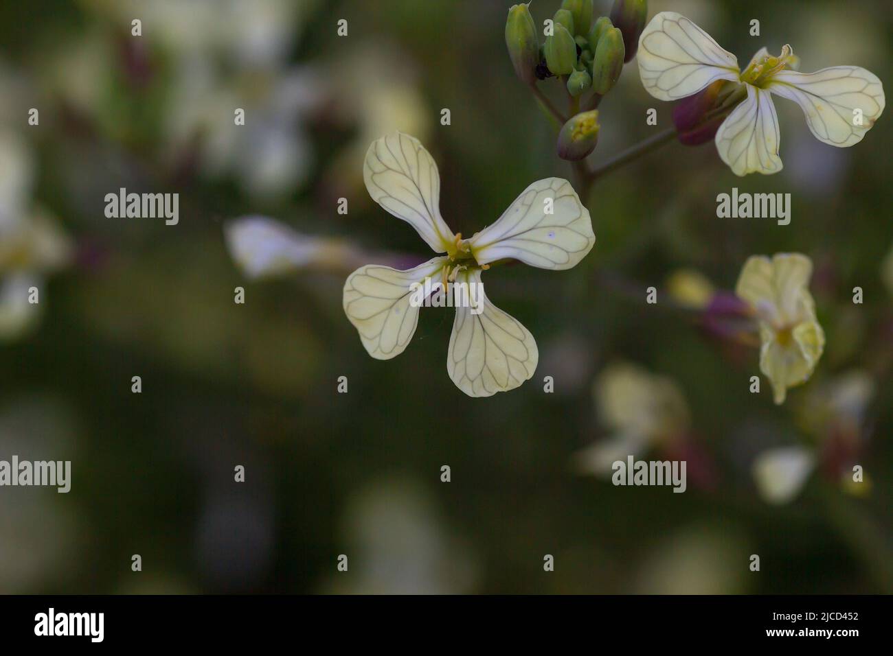 Raphanus raphanistrum -Fotos und -Bildmaterial in hoher Auflösung – Alamy
