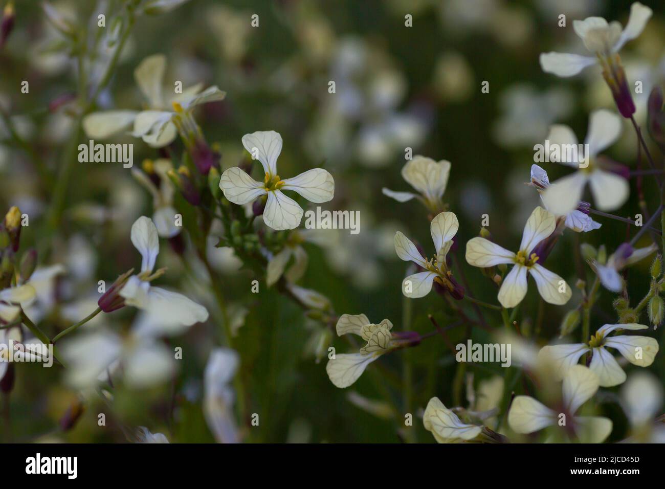 Wilder rettich oder gegliederter kitzler -Fotos und -Bildmaterial in ...