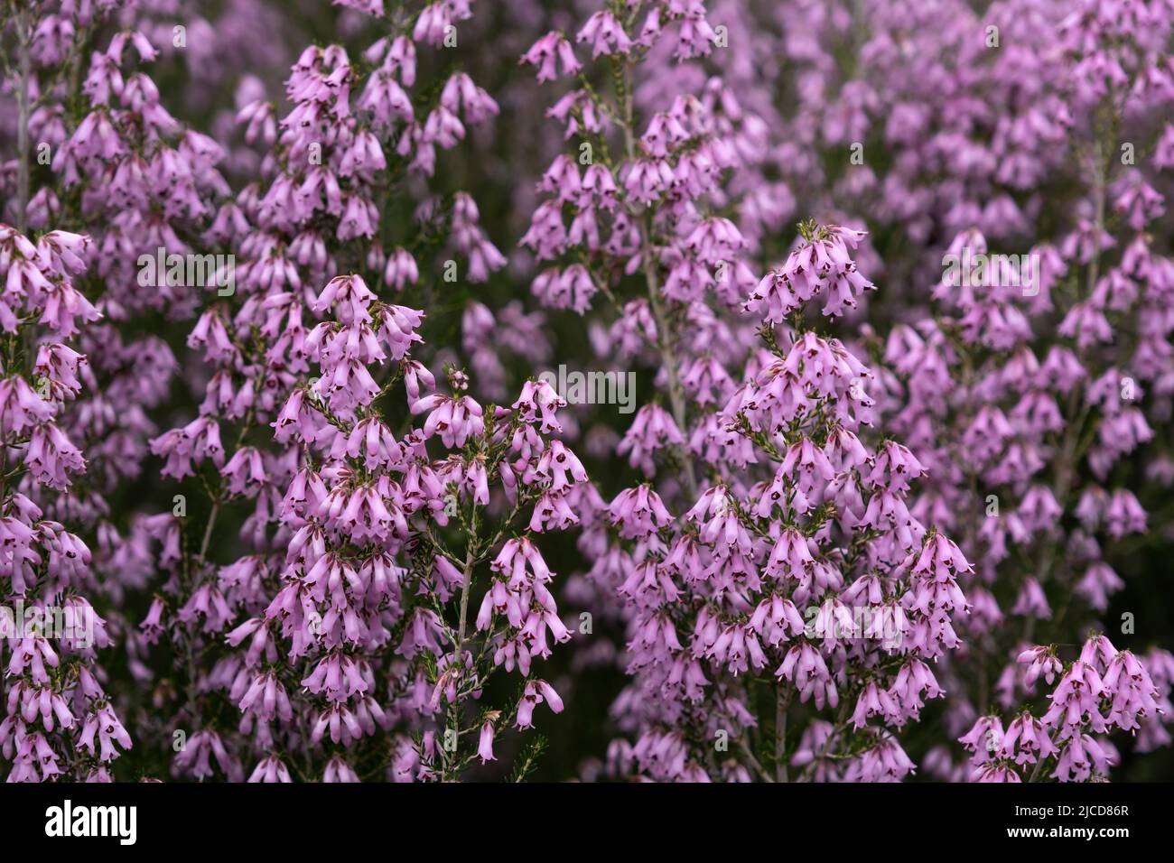 Flora australis -Fotos und -Bildmaterial in hoher Auflösung – Alamy