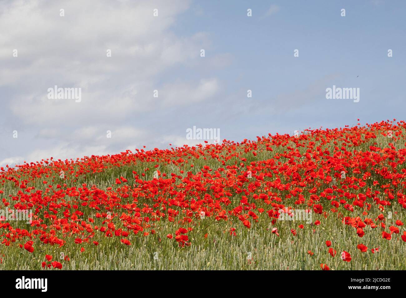 Mohnblumen wachsen auf einem Feld, in Polen. - Mak polny w Polar, w ...