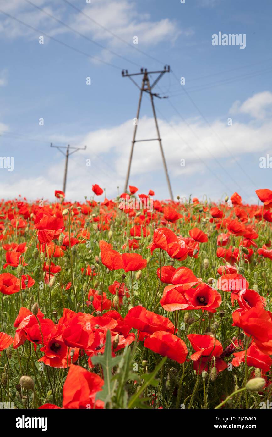 Mak polny -Fotos und -Bildmaterial in hoher Auflösung – Alamy