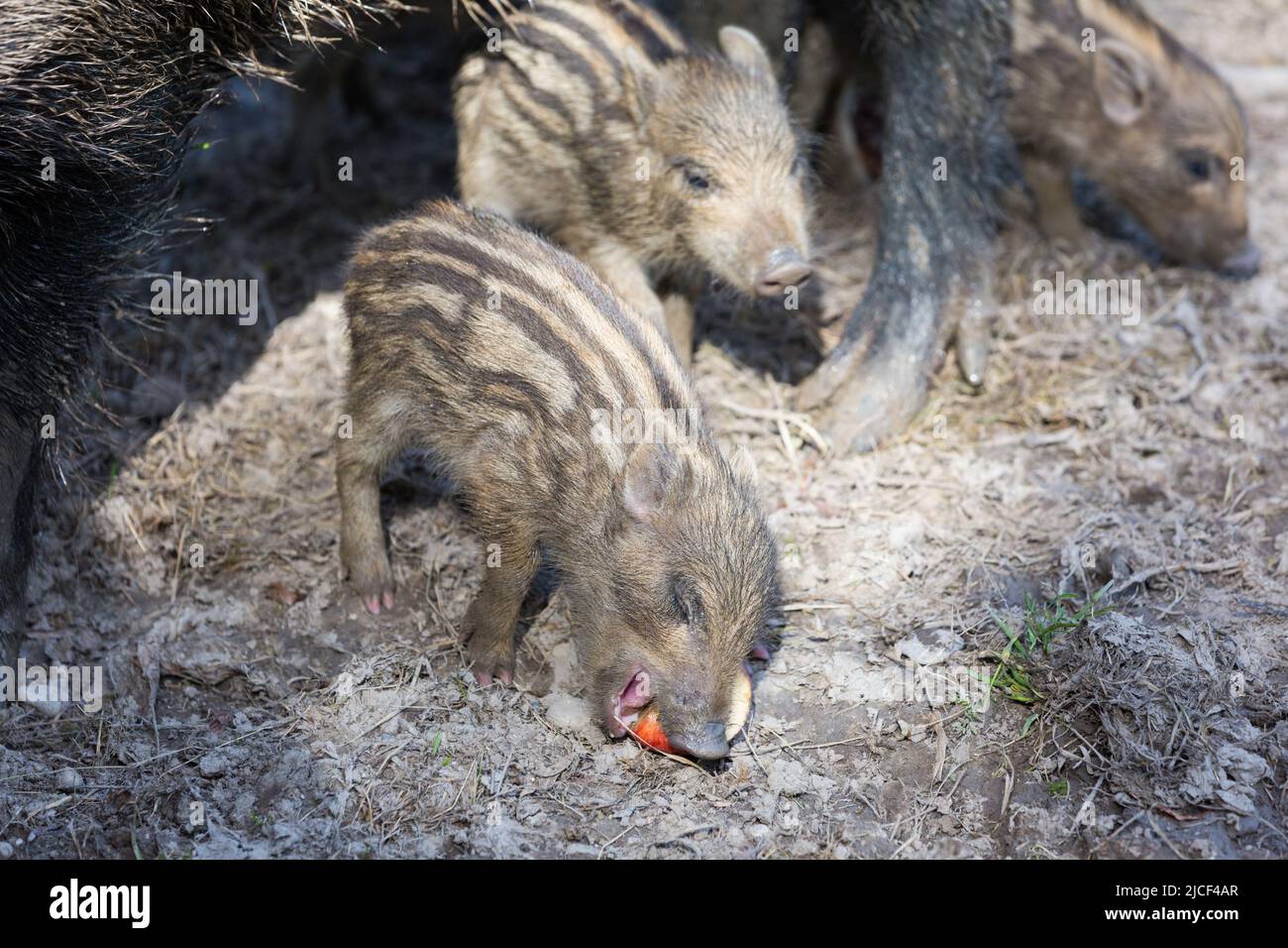 Wildschwein ferkel -Fotos und -Bildmaterial in hoher Auflösung – Alamy