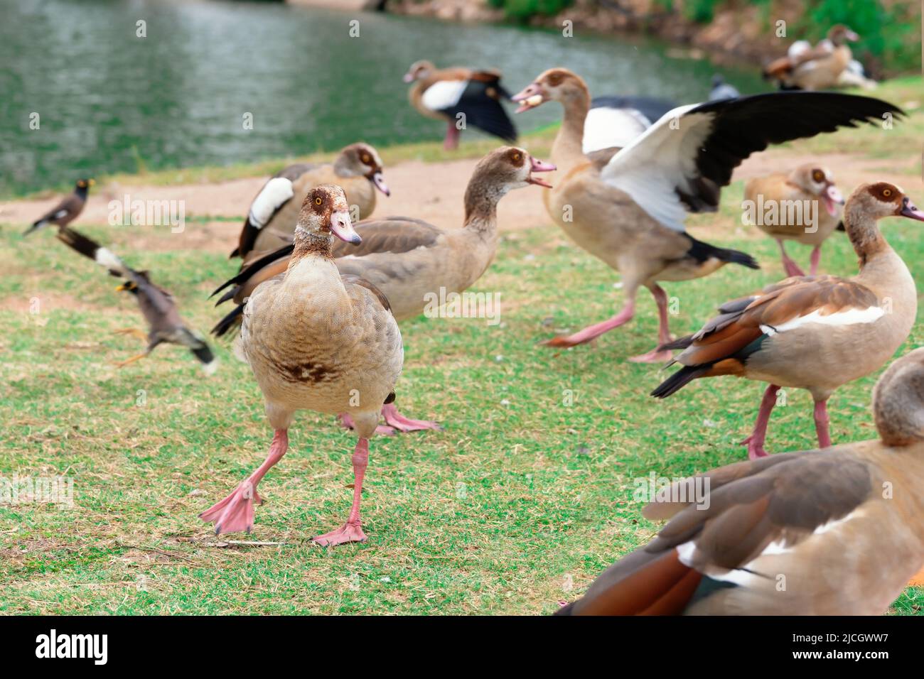 Die nilgans -Fotos und -Bildmaterial in hoher Auflösung – Alamy