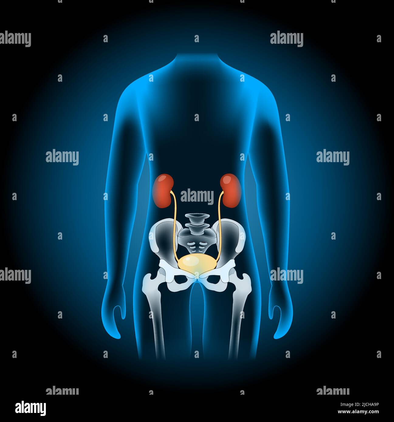 Das menschliche Harnsystem besteht aus den Nieren, dem Nierenbecken ...