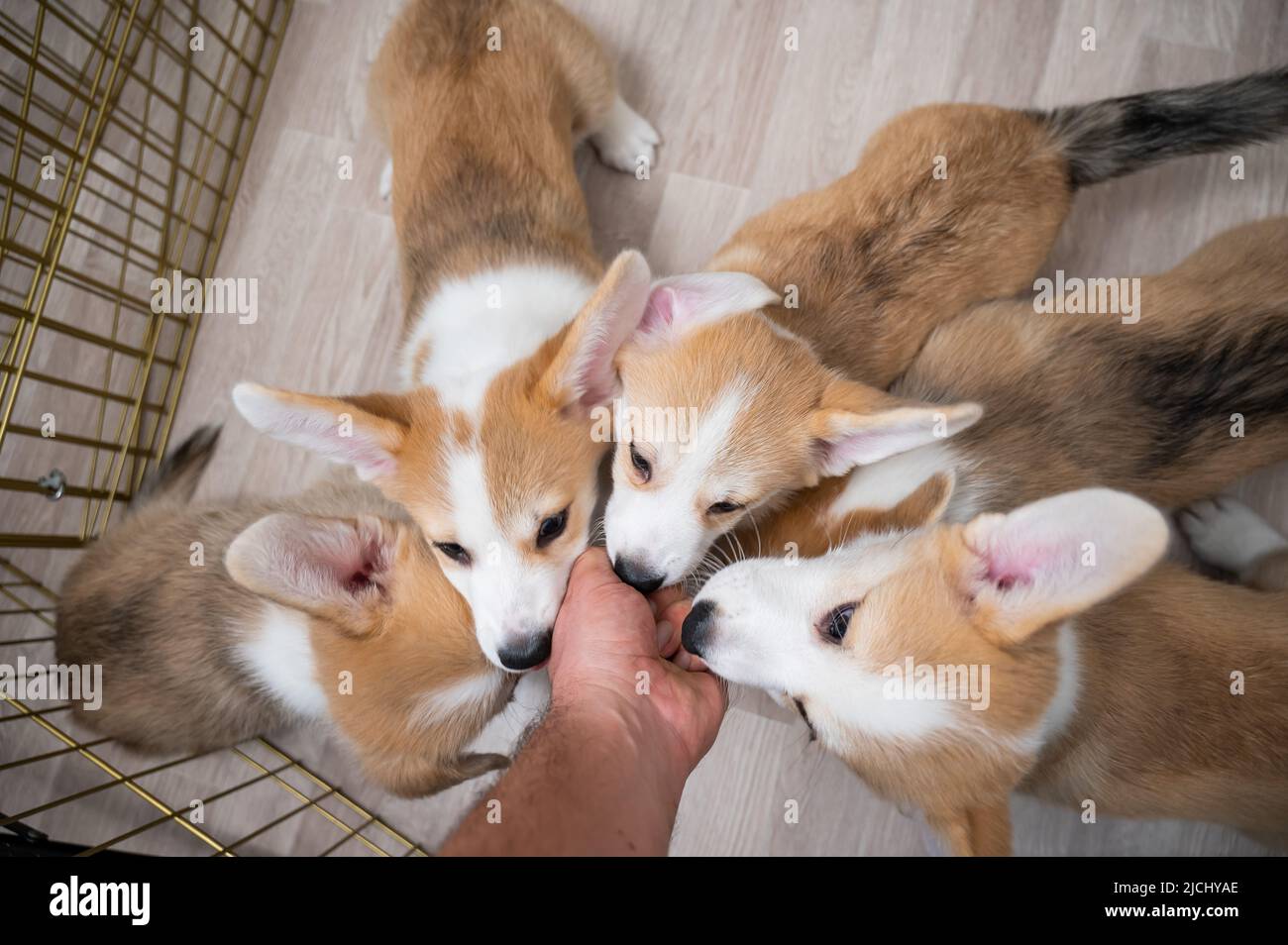 Lustige welsh Corgi Hunde reichen aus der Voliere zur männlichen Hand Stockfotografie - Alamy