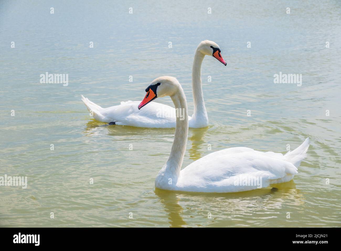 Zwei anmutige weiße Schwäne schwimmen im See, Schwäne in der Wildnis ... Zwei anmutige weiße Schwäne schwimmen im See, Schwäne in der Wildnis ...
