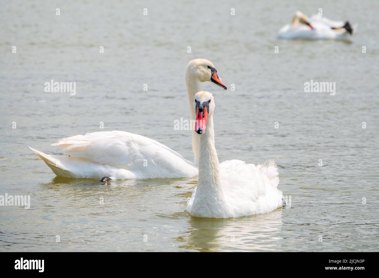 Zwei anmutige weiße Schwäne schwimmen im See, Schwäne in der Wildnis ... Zwei anmutige weiße Schwäne schwimmen im See, Schwäne in der Wildnis ...