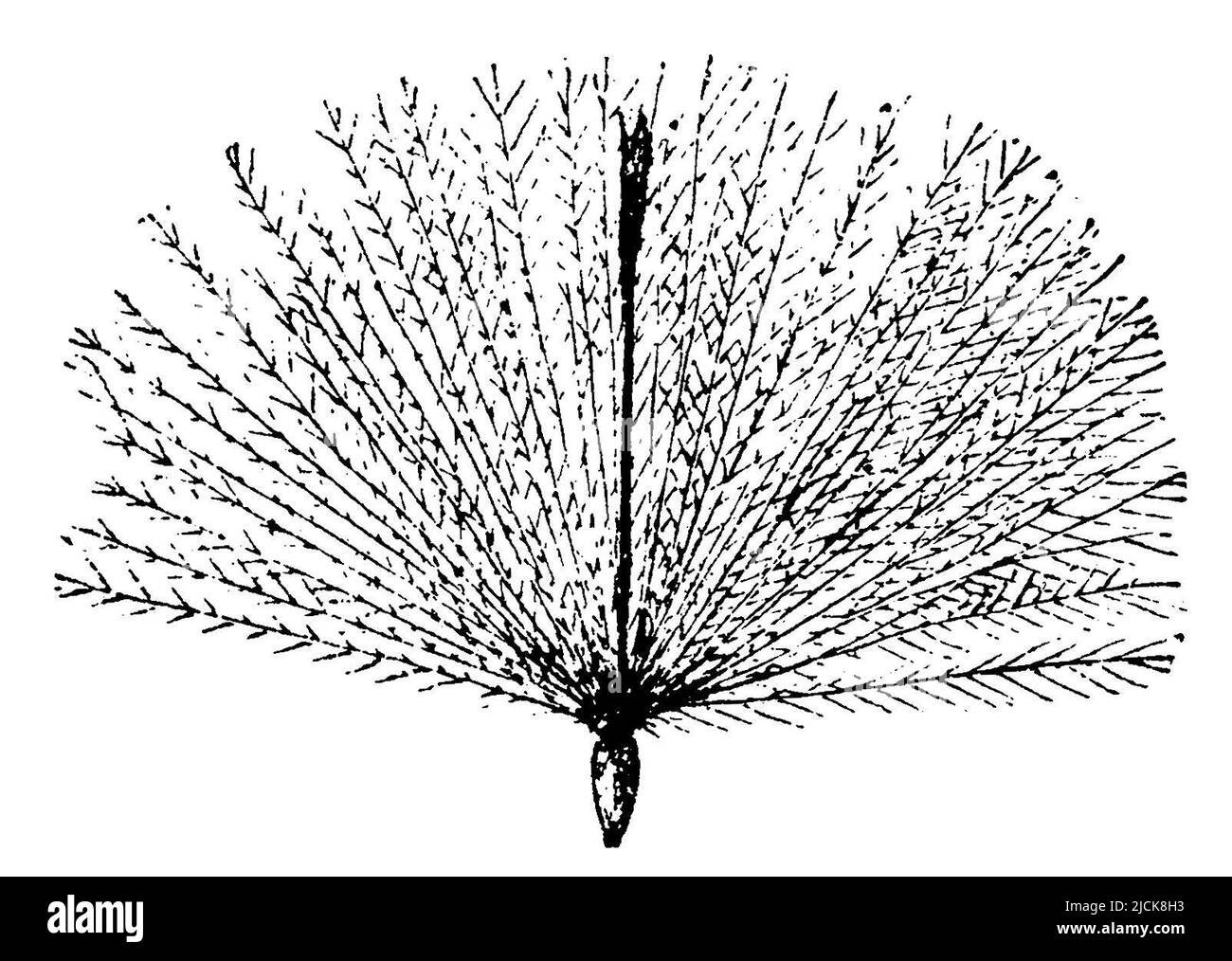 Schleichende Distel, Frucht, Cirsium arvense, (Botanikbuch, 1897 ...