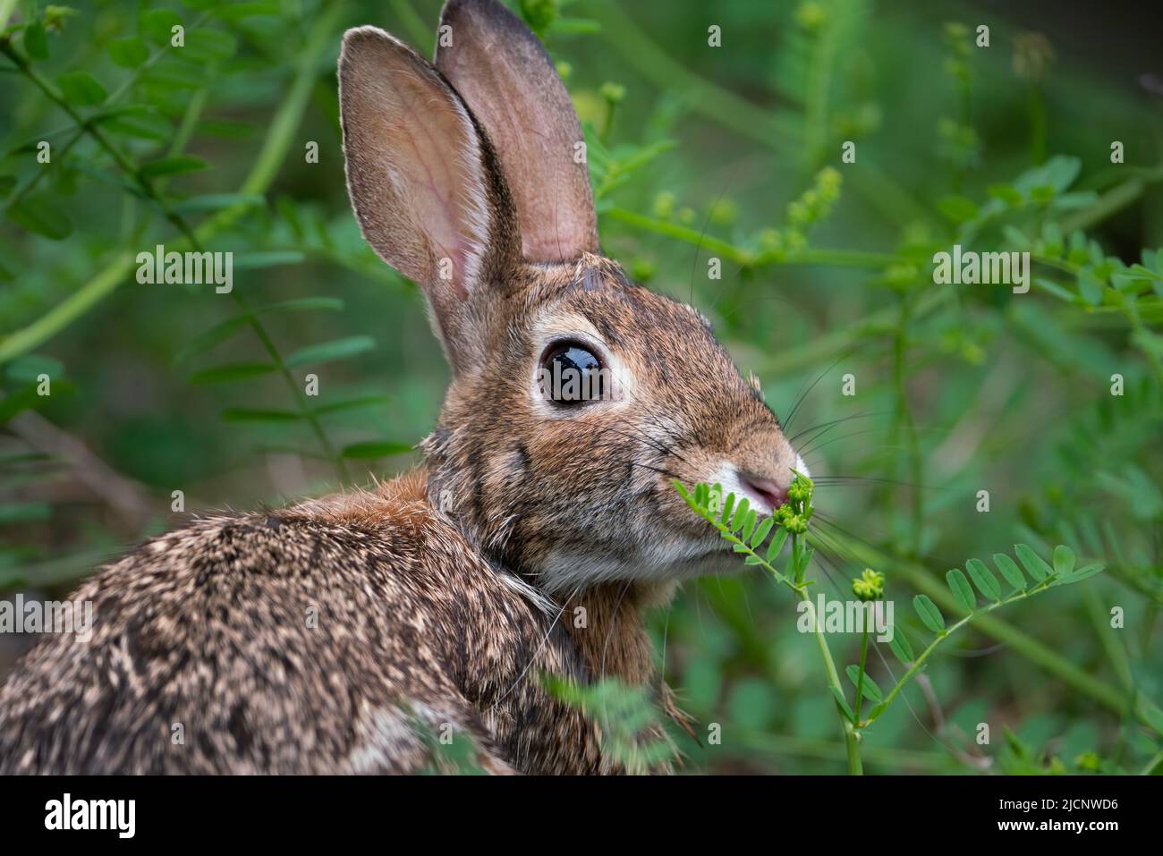 Seltener hase -Fotos und -Bildmaterial in hoher Auflösung – Alamy